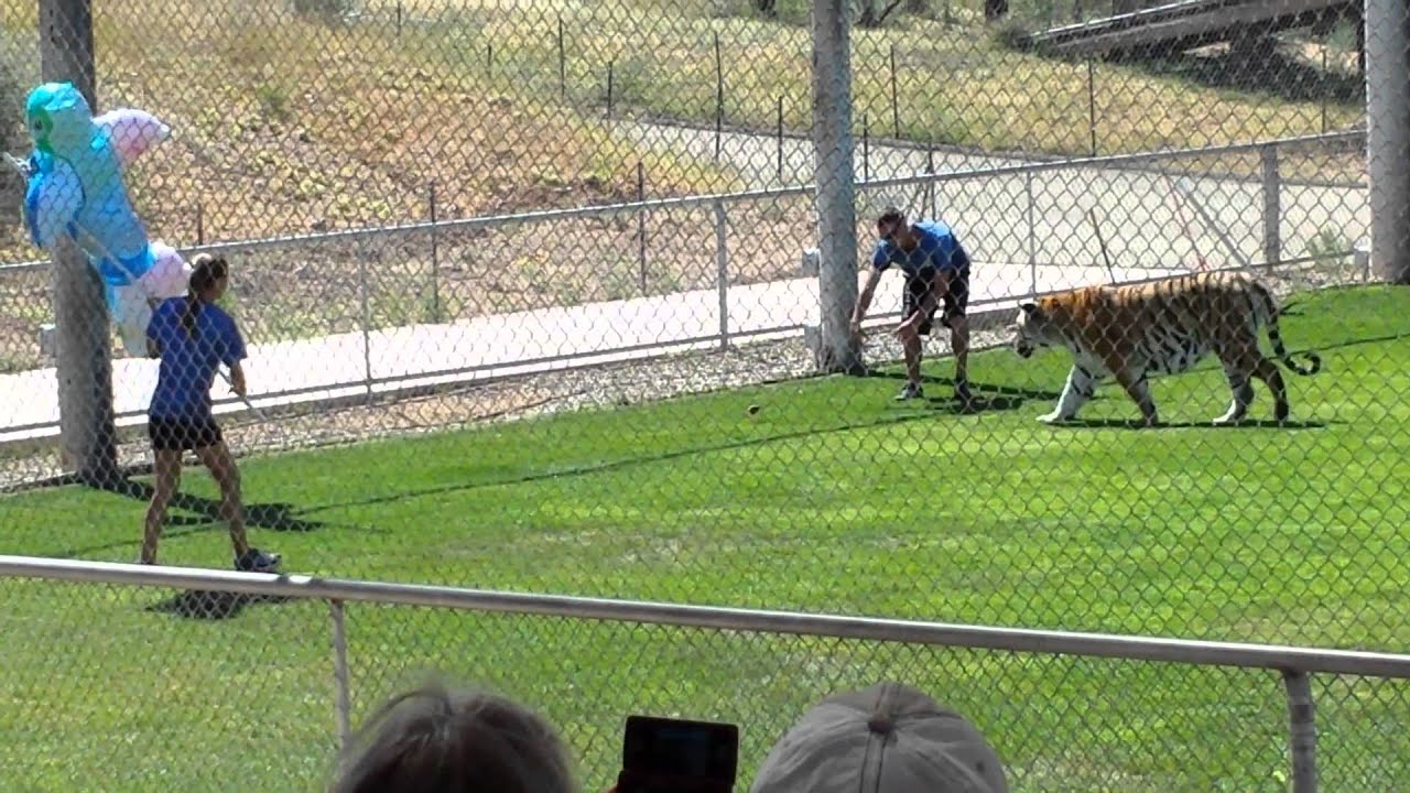 Out of Africa Tiger Splash - YouTube