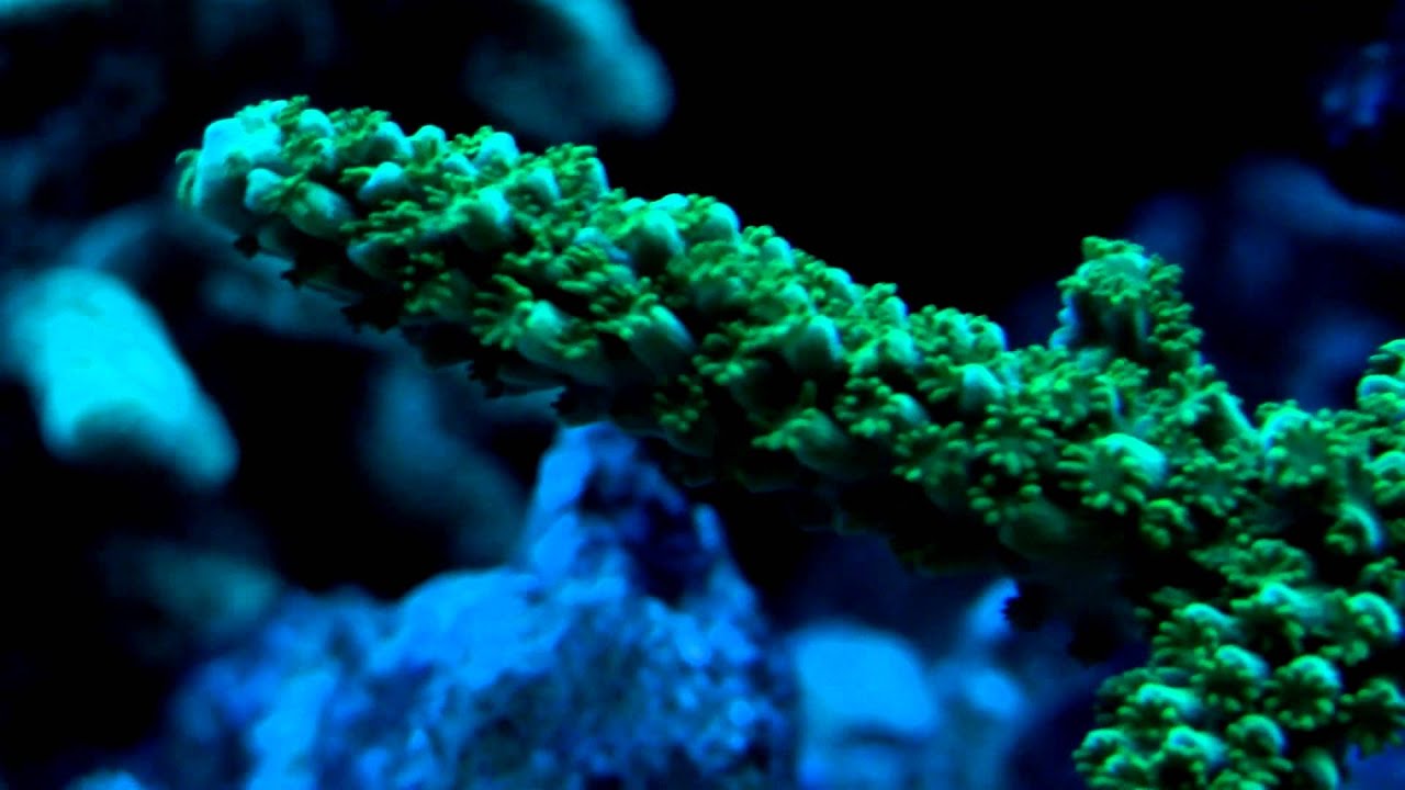 SPS Reef Tank (Fast video) - YouTube