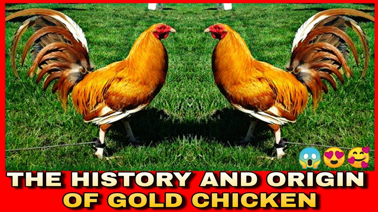 The history and characteristics of gold chicken. - YouTube