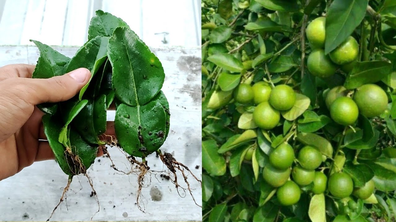 How to grow lime tree from leaf planted with white paste master for ...
