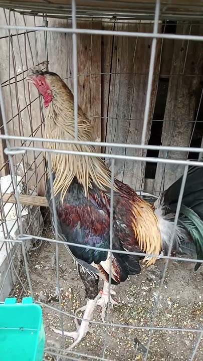 la vida de un gallero #plumas #gallos #lavidadeungallero - YouTube