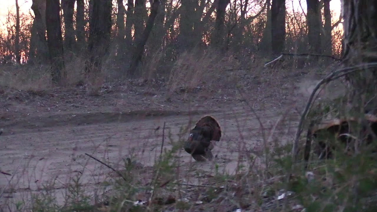 At the Ranch: Roost vs Late Morning Turkey Hunting - YouTube