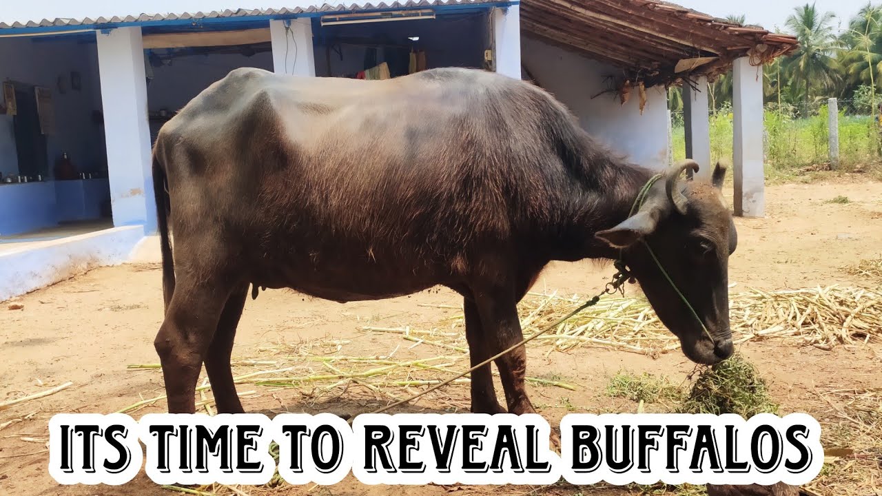 Its time to reveal || buffalo || eruma || kangeyam cow || youtuber ...