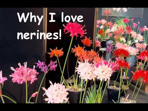 Why I love nerines!