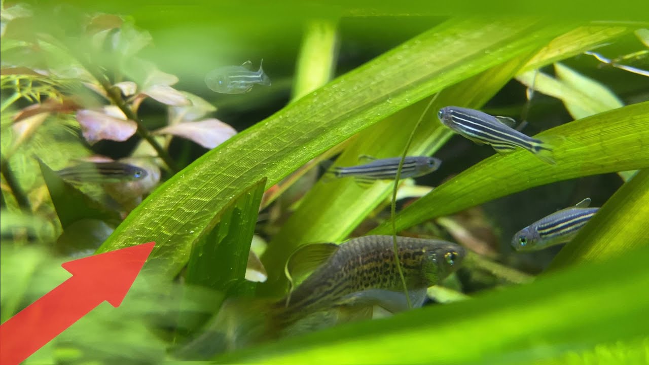 REPRODUCTION DANIO RERIO / POISSON ZEBRE - YouTube