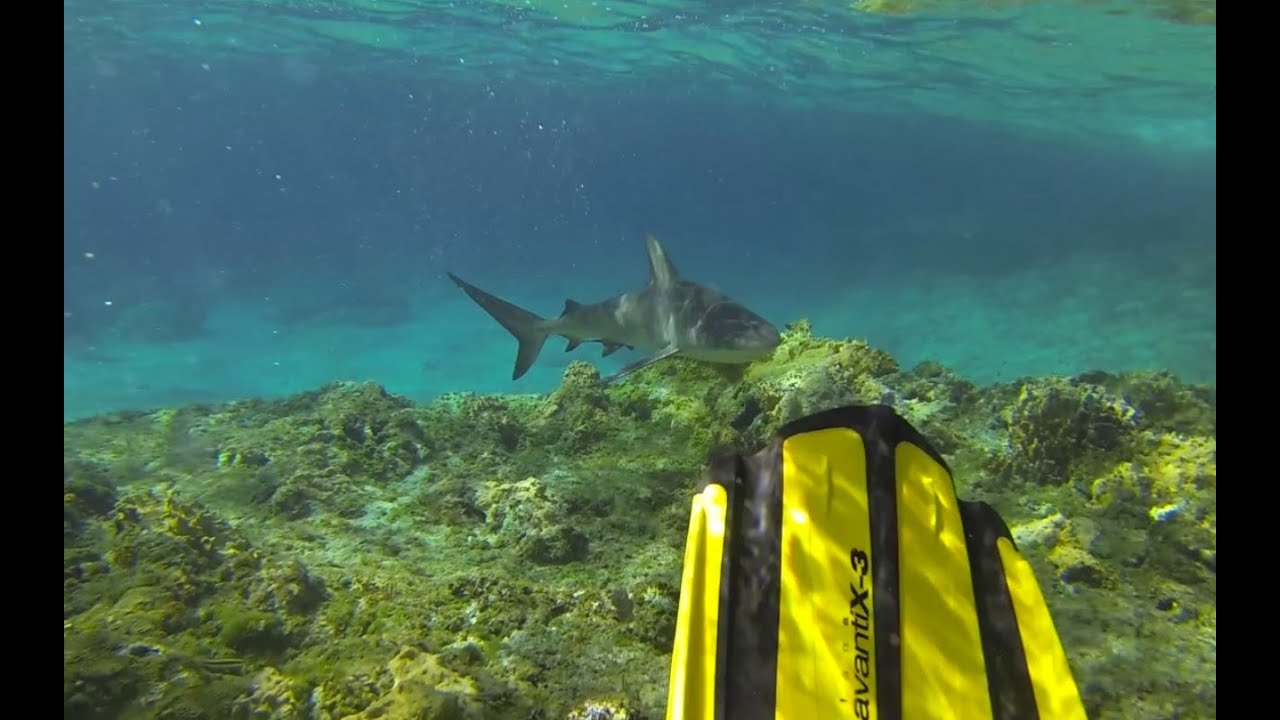 Curious Caribbean Reef Shark - YouTube