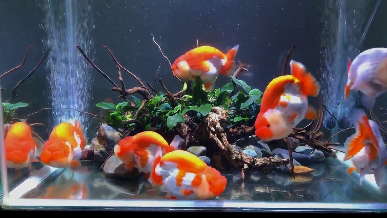 Goldfish kingdom 👑 oranda & ranchu - YouTube