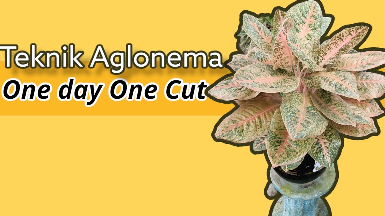 perbanyakan aglonema one day one cut - YouTube