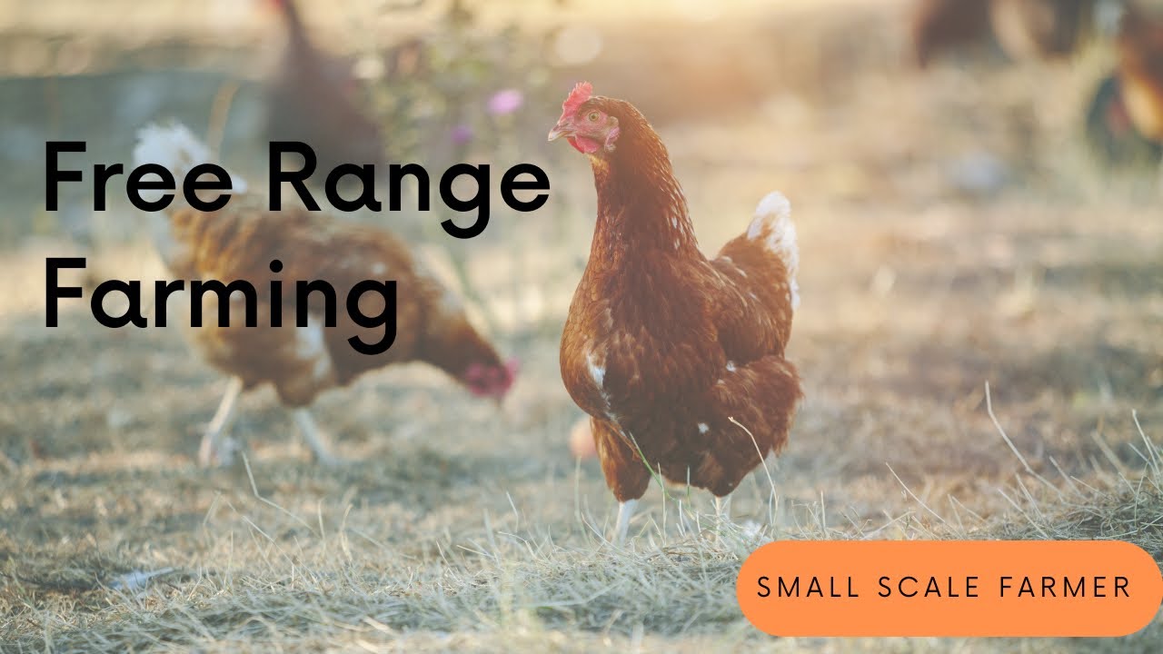 Farming in Zimbabwe: The life of a free-range poultry farmer - YouTube