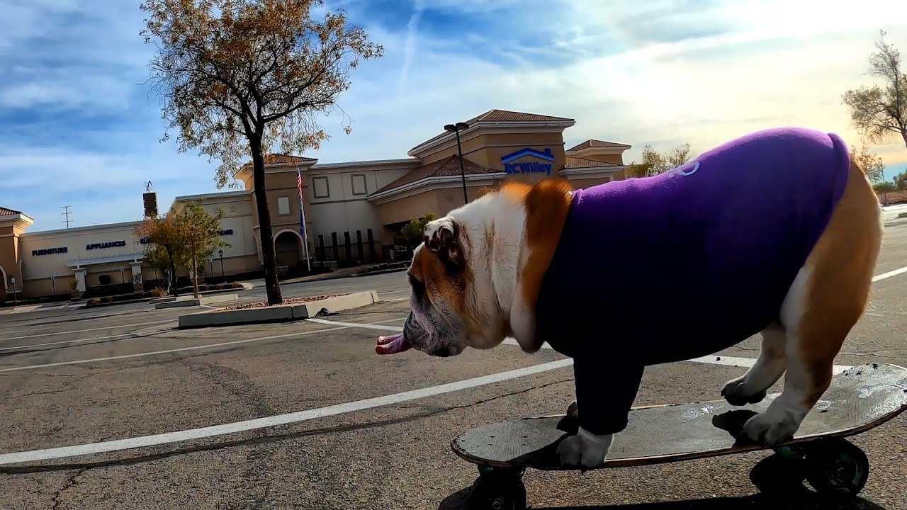 Skateboarding Speed Demon Dog | FUNNIEST Pets of the Month 😂💥🥊 - YouTube