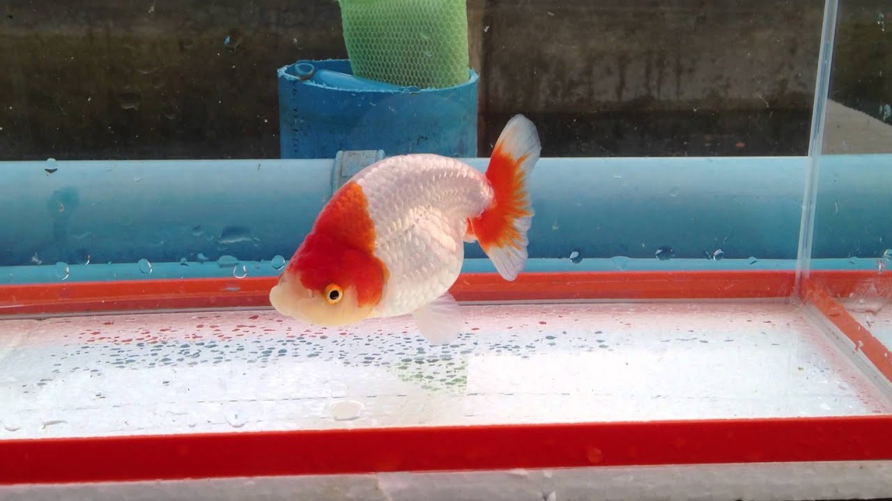 Thai Ranchu Goldfish ปลาทองสิงห์ญี่ปุ่น [MV Goldfish Farm] - YouTube