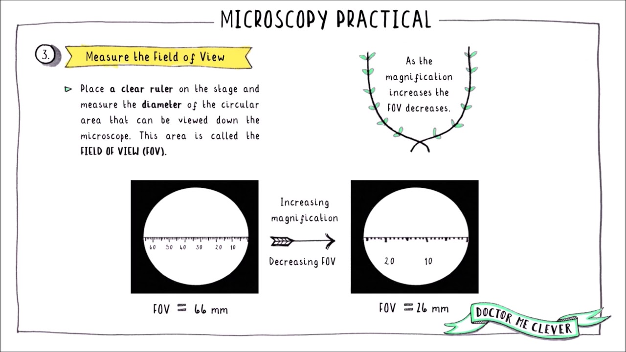MICROSCOPY PRACTICAL, Edexcel 9-1 Biology, Topic 1 Key Concepts in ...