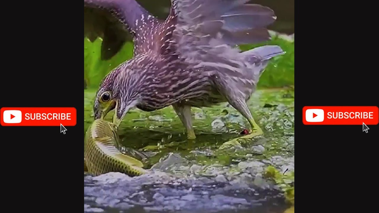 birds hunt fish - YouTube
