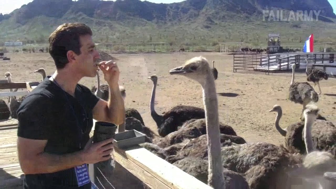 Funny Bird Fails 🐦 | Failarmy 2020 - YouTube