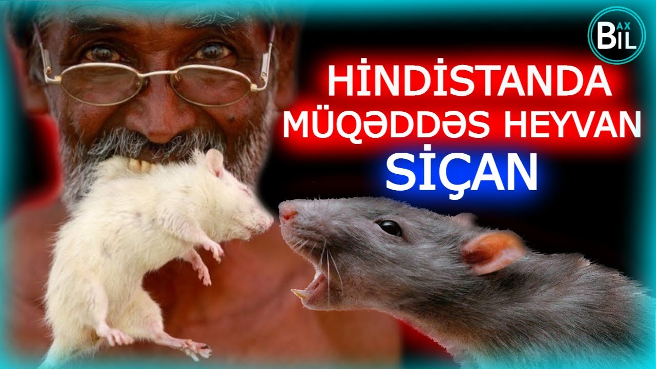 Hindistanda Müqəddəs Heyvan SİÇAN - 20 Min Siçanın Qaldığı Karni Mata ...