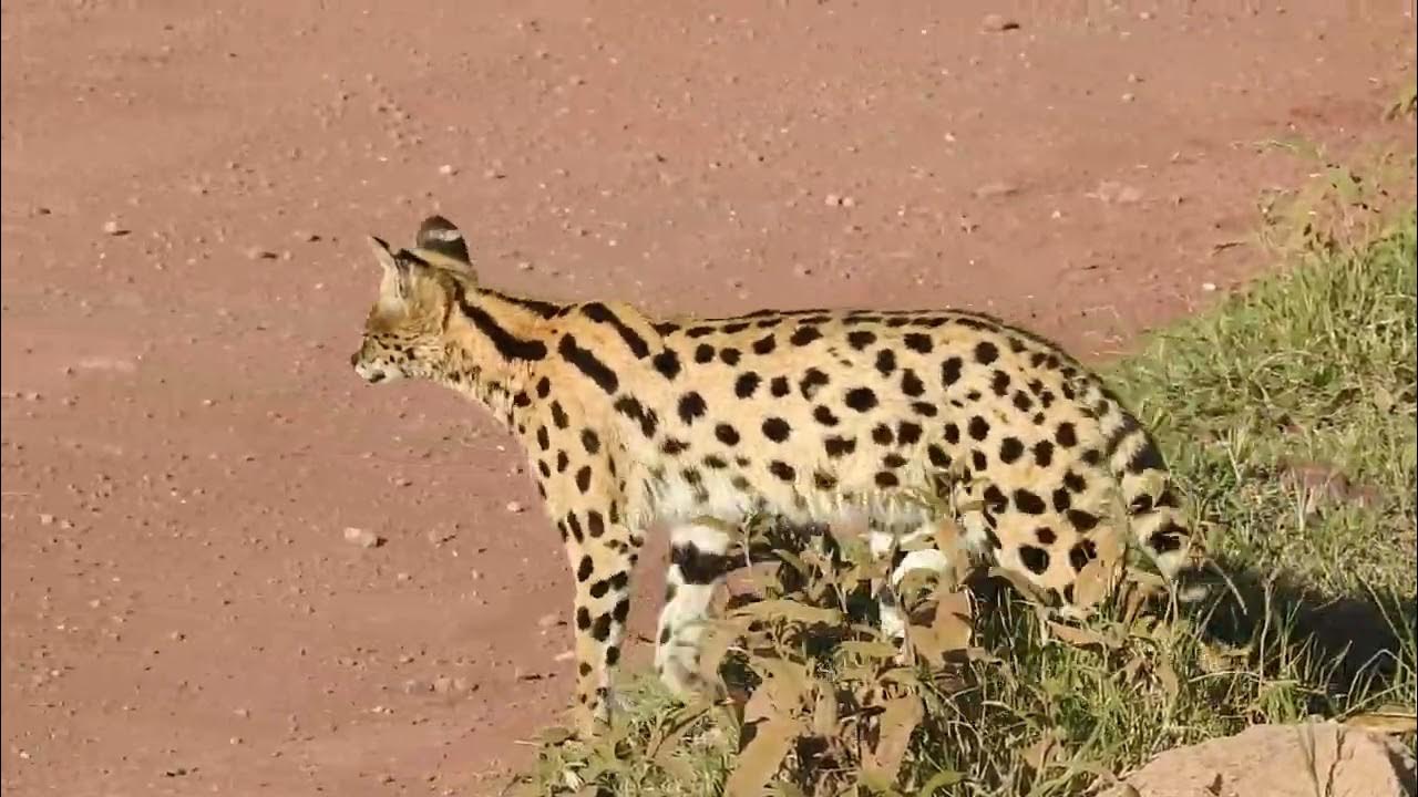 Serval - YouTube