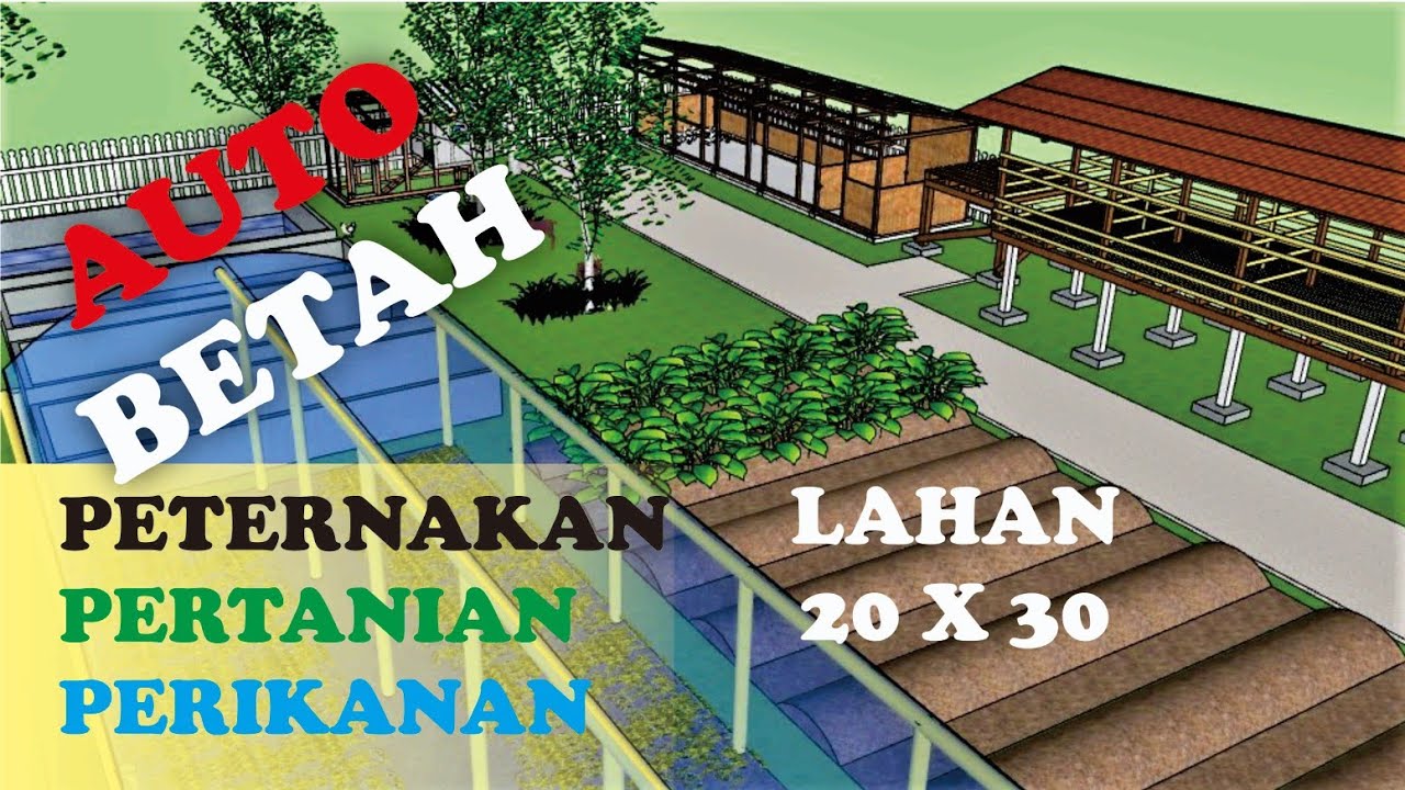 Kandang Ayam Kampung, Kambing, Ikan dan Sayuran Satu Lahan - YouTube