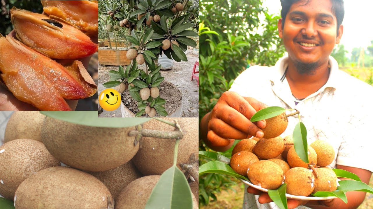 Chiku Kalapat Farming 2 Varity Ka Farak chiku-kalapat-farming-2-varity-ka-farak