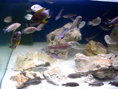 Petrochromis orange fin Kigoma, Orthognathus tricolor Mwuna and ...