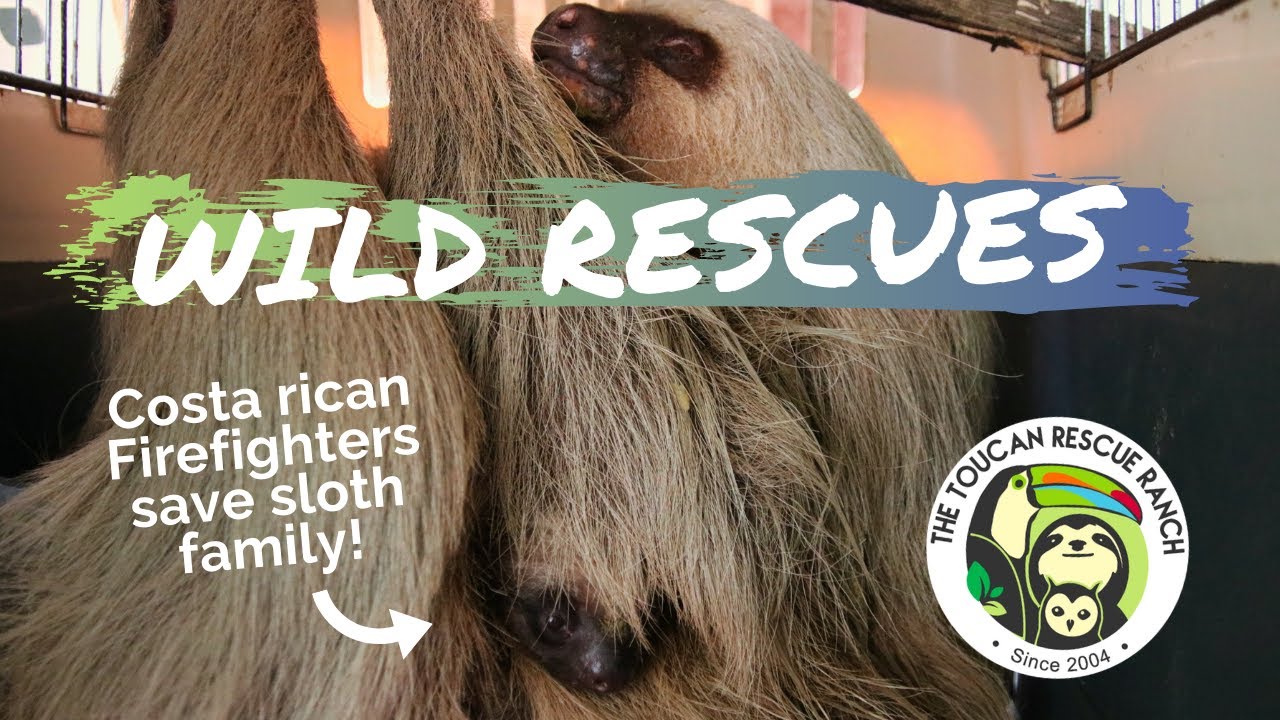 WILD RESCUE: Costa Rican Firefighters Save Sloth Family - YouTube