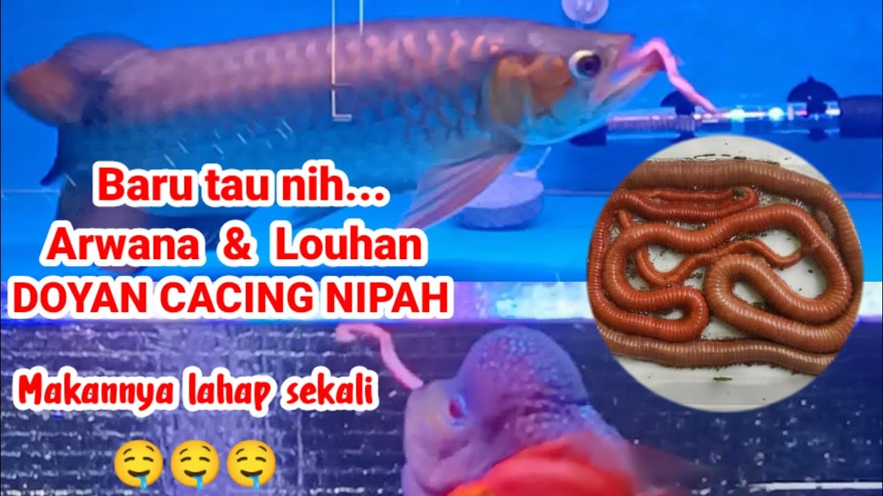 Experimen memberi Makan Arwana & Louhan dengan Cacing Nipah - YouTube