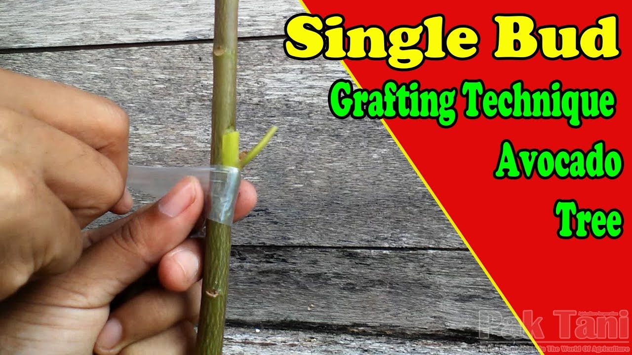 Single Budwood Grafting Avocado Trees by Grafting Examples - YouTube