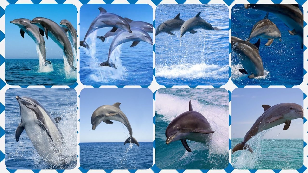 "Graceful Dolphins in Action: Stunning Ocean Shots!" #animals #facts # ...