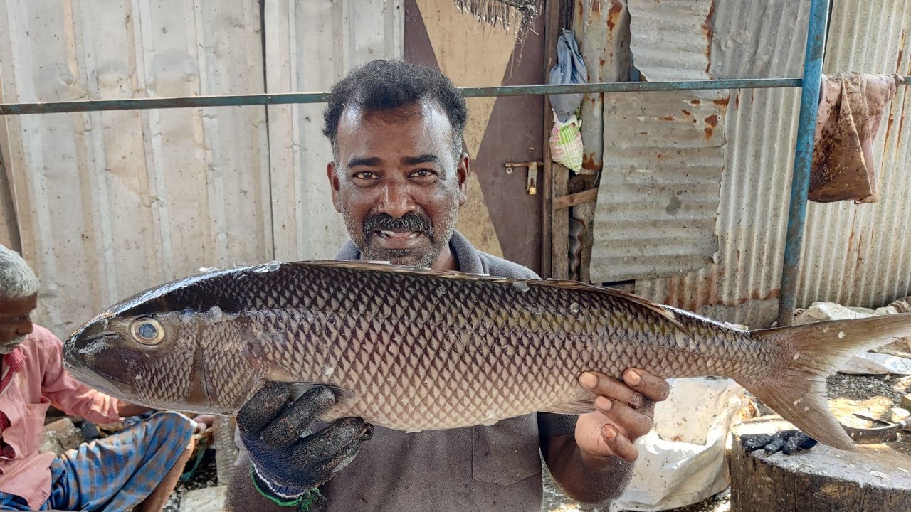 VILAI MEEN GOOD FOR HEALTHY/EMPEROR FISH TASTY/4K VIDEO//Kasimadu fish ...