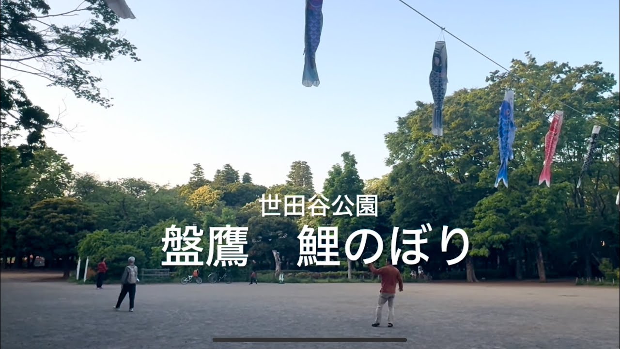 世田谷公園 鯉のぼり 鳥凧 盤鷹 panying eagle kite - YouTube