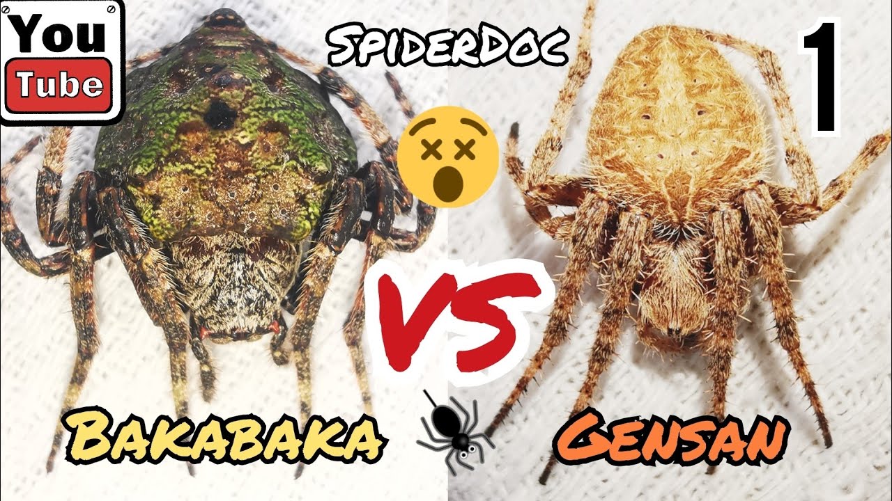 BAKABAKA vs GENSAN Brown Tiger. Matapang na Gagamba from Gensan. Spider ...
