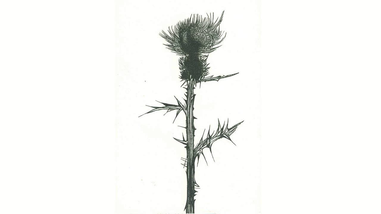 Useless Wing - thistle - YouTube