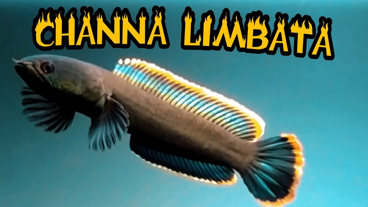 CHANNA LIMBATA - YouTube