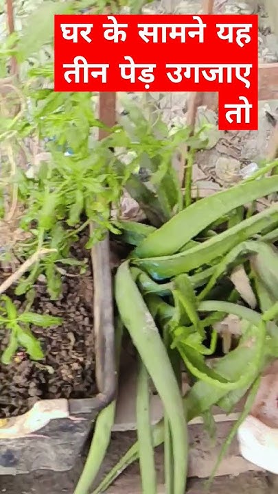 घर के सामने अगर दूध वाला पेड़ लगा हो तो Shortvideo 🌳🌳🌳🌳🪔🪔🪔🪔🙏🙏🙏🌹🌹🌹🌹