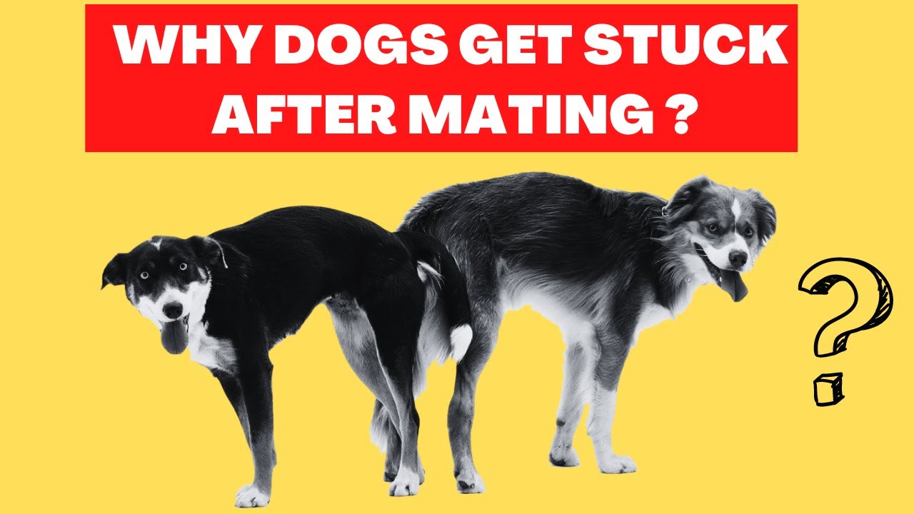 Why Dogs Get Stuck After Mating - Dogs Mating Explained - YouTube