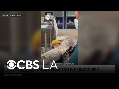 Jackie the Big Bear bald eagle fights for recovery