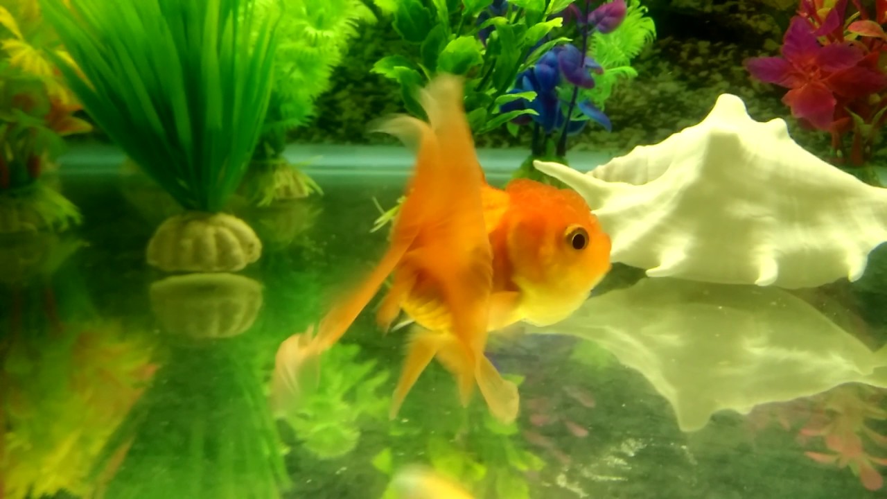 Oranda with massive wen - YouTube