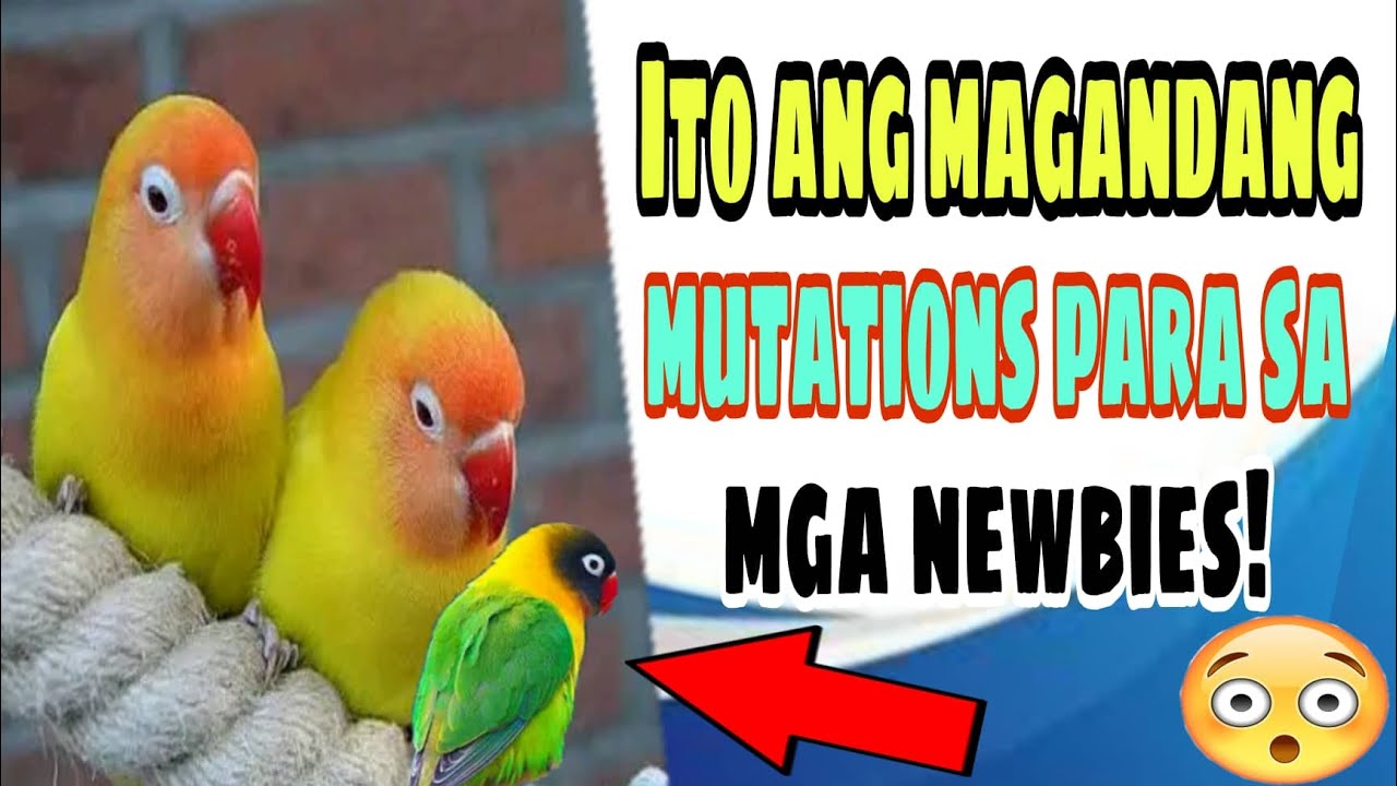 ANO BA ANG MAGANDANG MUTATIONS PARA SA MGA MAGSISIMULA MAG-ALAGA NG ...