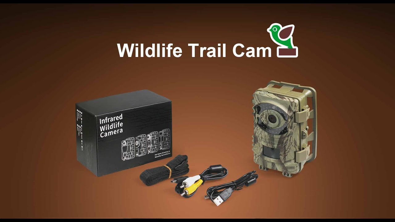 How to Use Trail Camera to Capture Wildlife Effectively? - YouTube