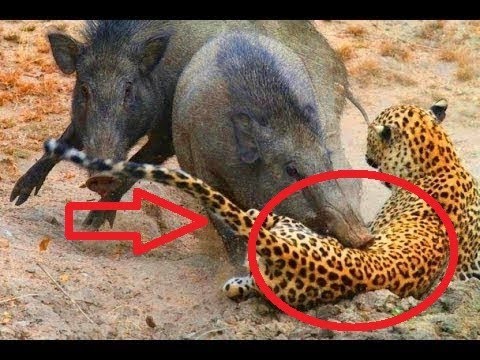 King of the desert - Leopard Spotting with Giant Forest Pig - YouTube