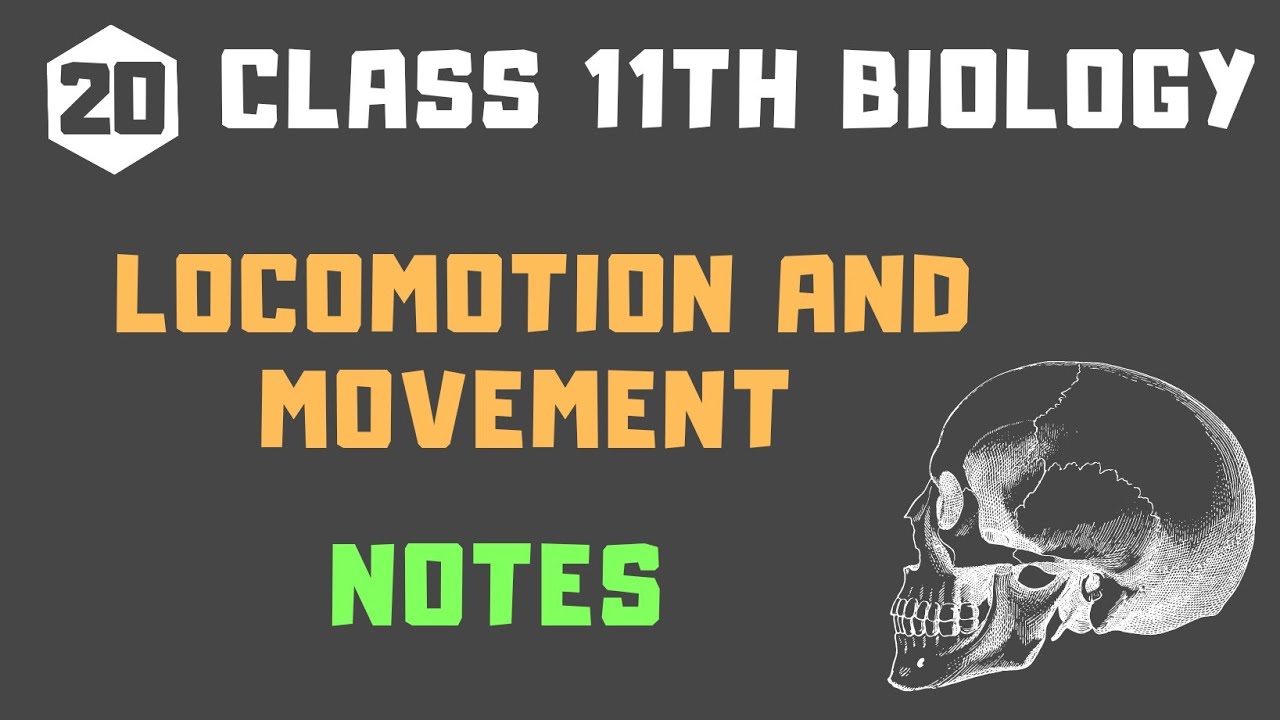 Class 11 Biology | Chapter 20 | Locomotion And Movement | Notes - YouTube
