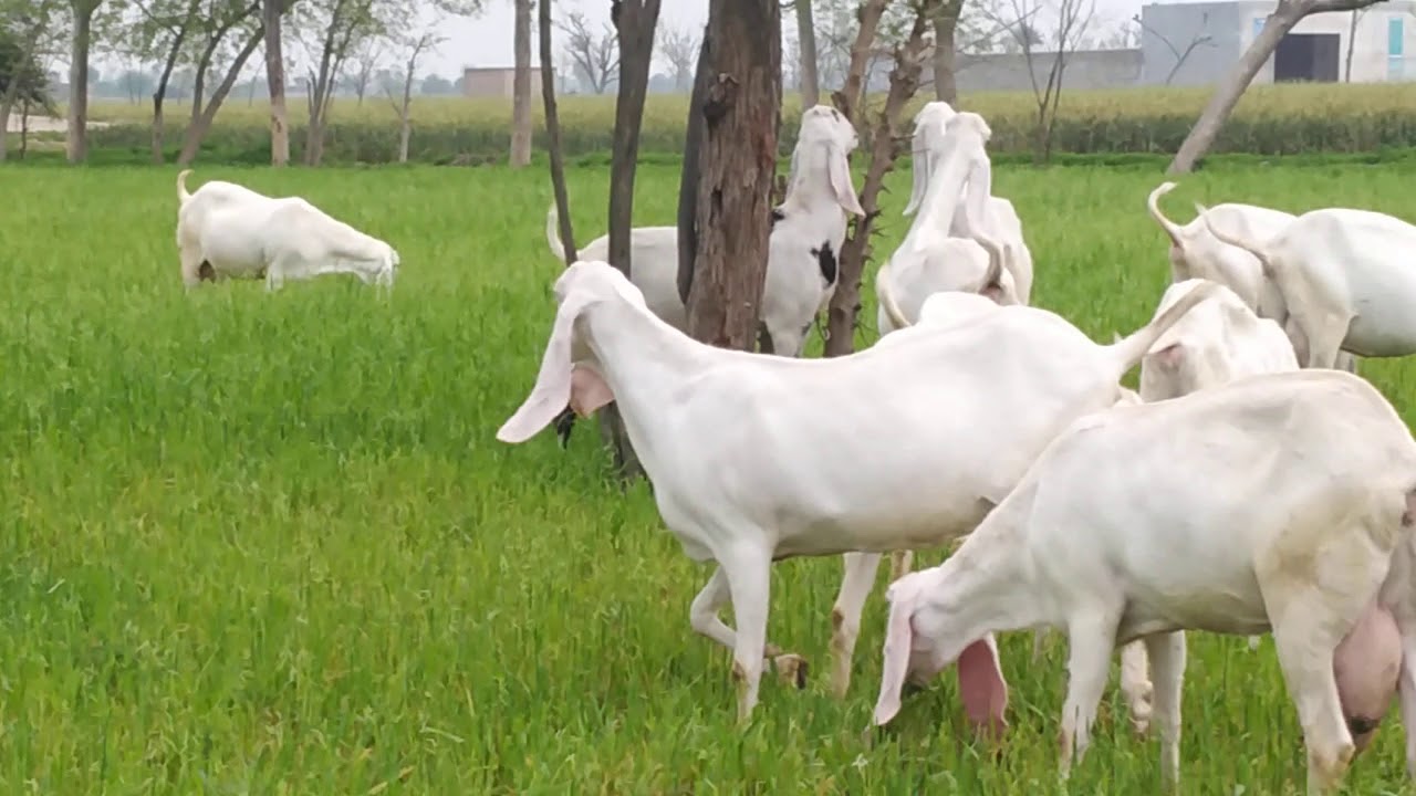Most beautiful rajan pure Goats and their breed for sale - YouTube