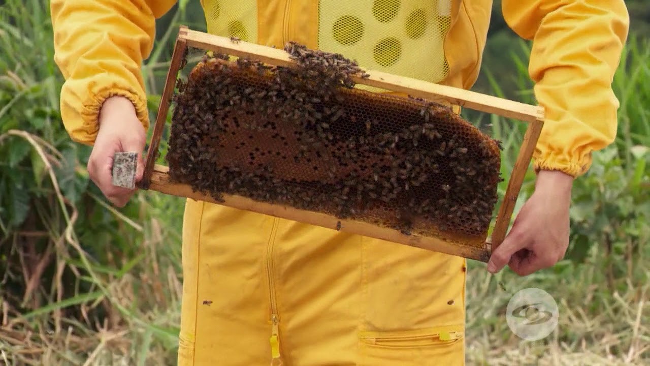Reubicación de abejas para mejorar la productividad en un cultivo - YouTube