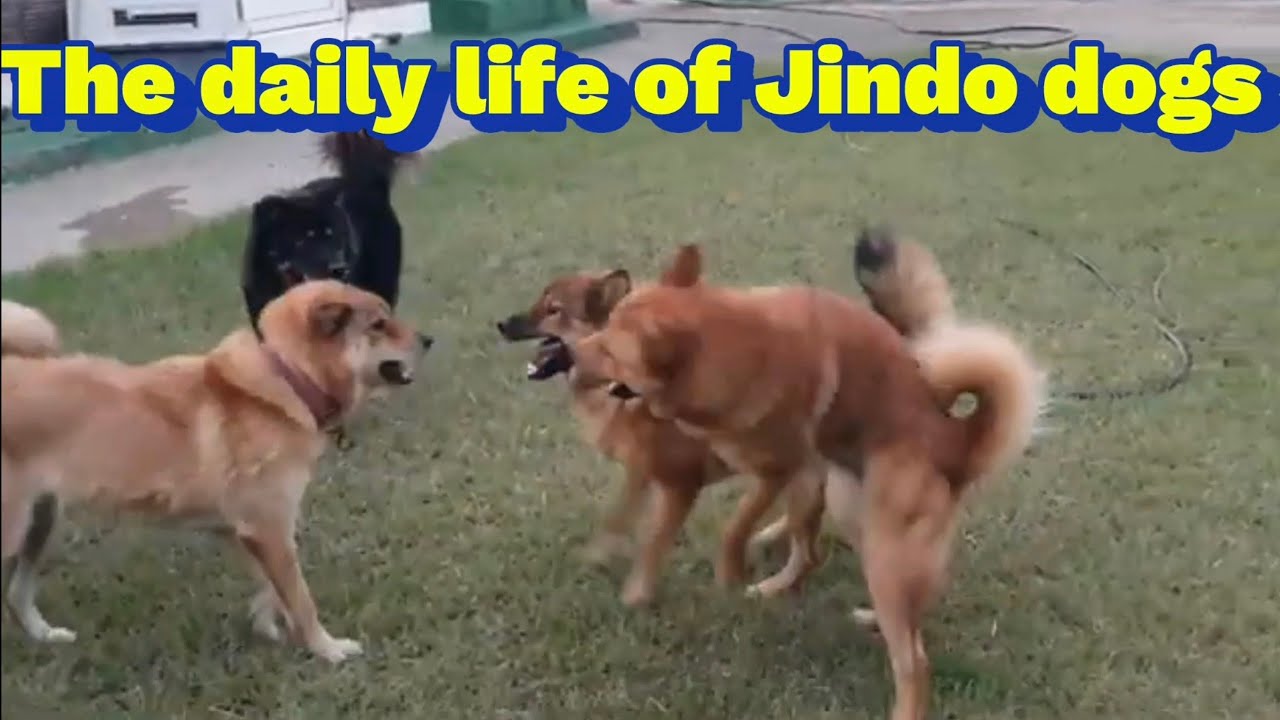 진돗개들의 일상 / The daily life of Jindo dogs - YouTube