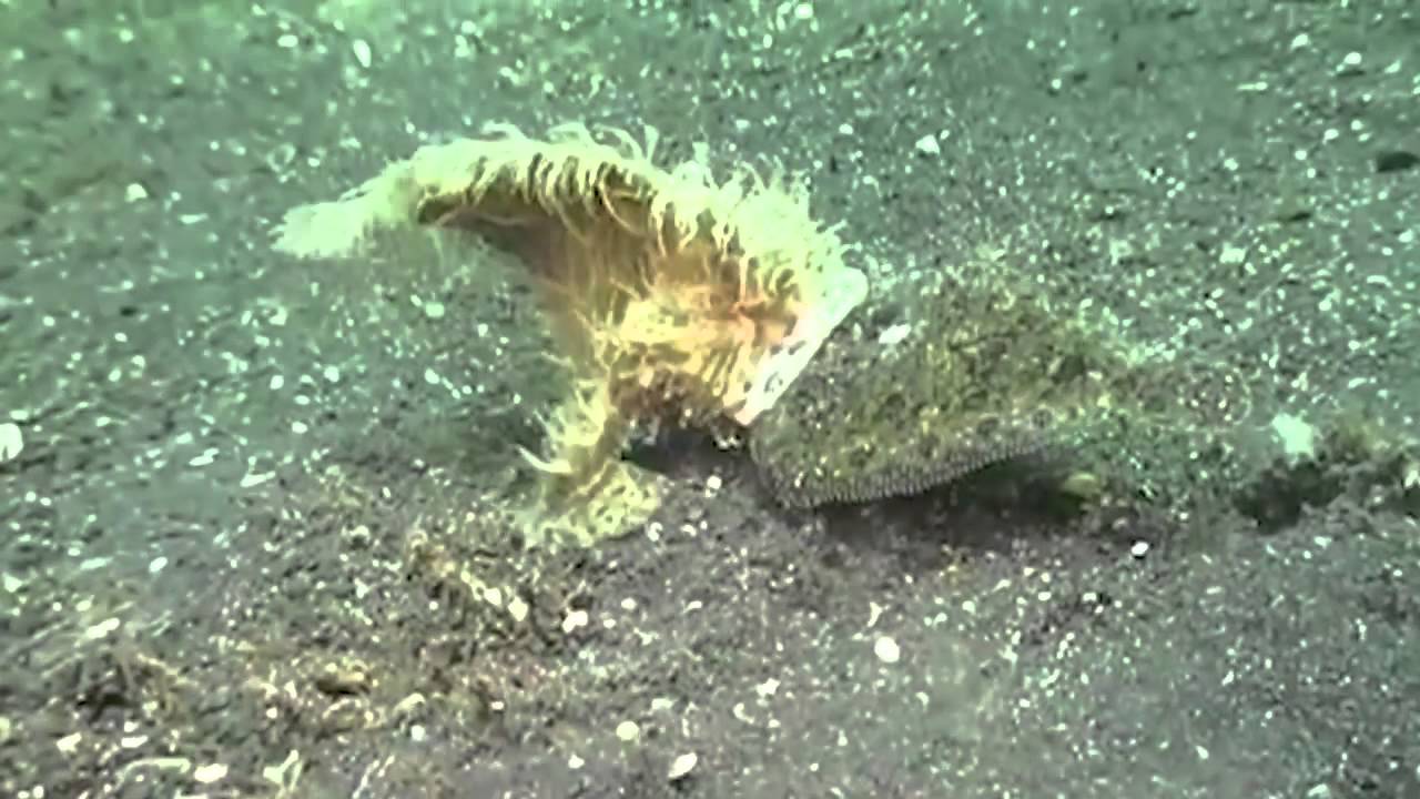 True Facts About The Angler Fish - YouTube