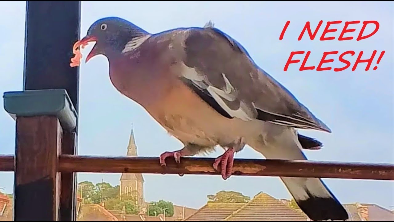 Carnivorous Wood Pigeon Eating the Crows' Meat 😲 / Balcony Bird Table ...