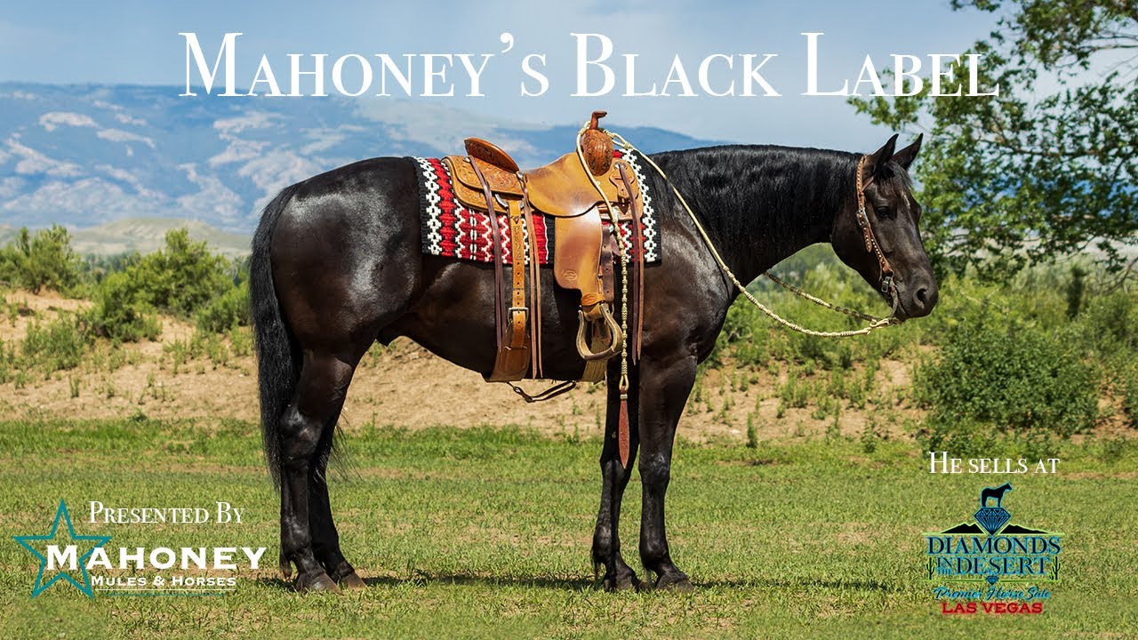 Lot #9 Mahoney's Black Label offered by Bryan Mahoney @ Diamonds in the ...