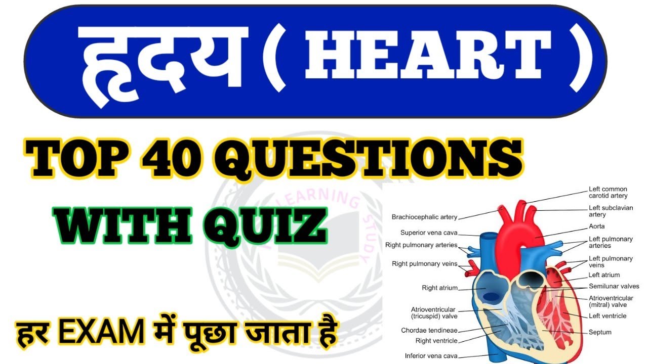Human Heart Top 40 Questions | Heart Quiz | मानव हृदय कैसे कार्य करता ...