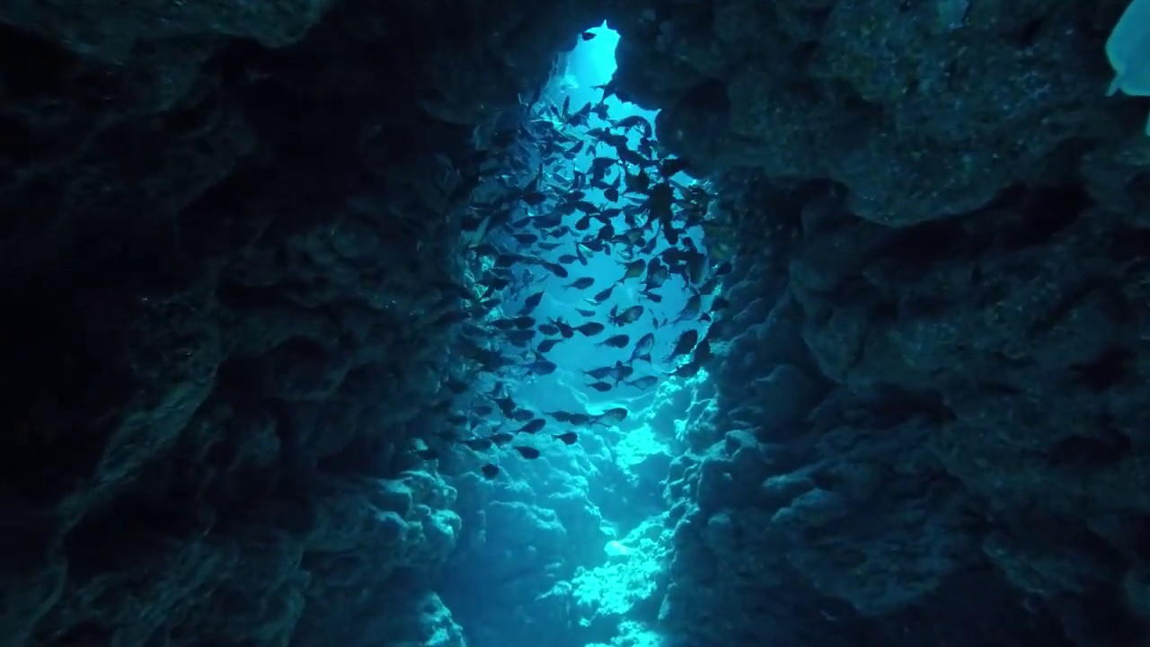 Dusky sweepers - YouTube