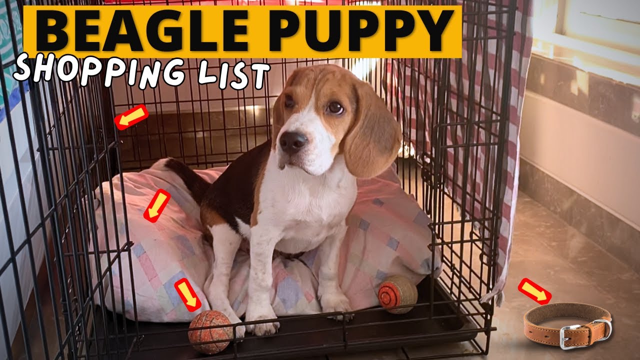 Beagle Puppy Shopping List – The COMPLETE Guide - YouTube