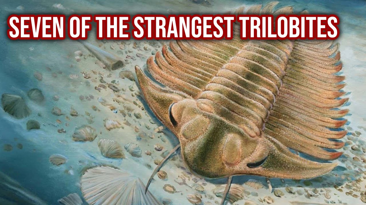 Seven of the Strangest Trilobites - YouTube